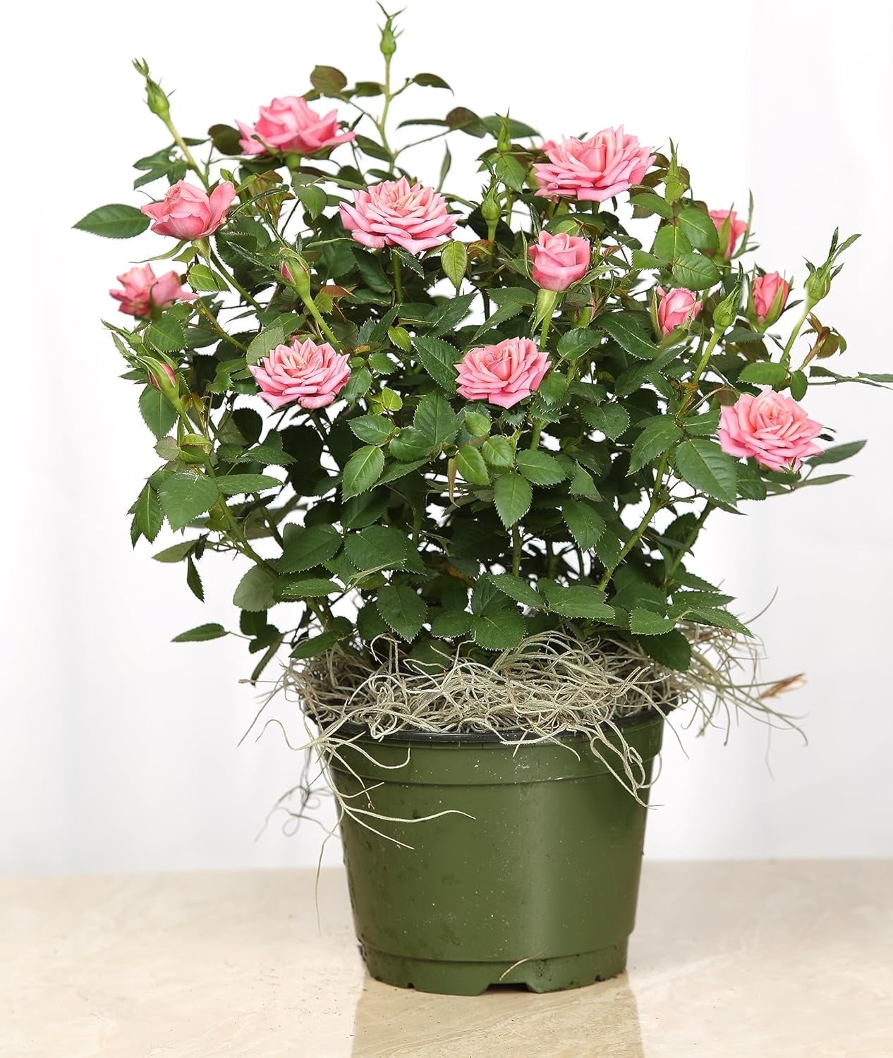 Live 6" Mini Pink Rose Bush in 6" Plastic Grow Pot - Walmart.com