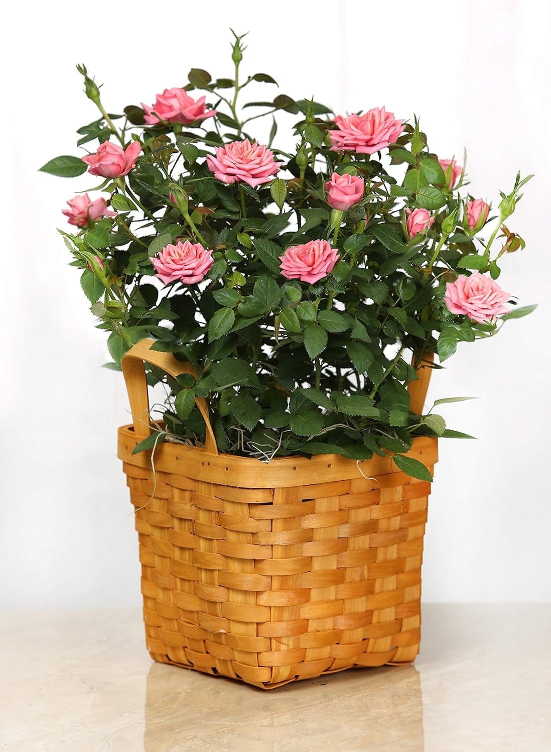 Live 6" Mini Pink Rose Bush in 6" Square Wicker Gift Basket- 6 Inch ...