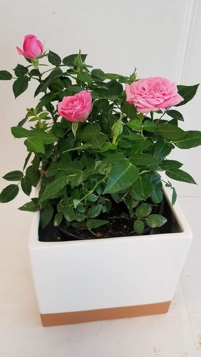 Live 6" Mini Pink Rose Bush in White Ceramic Container - Walmart.com