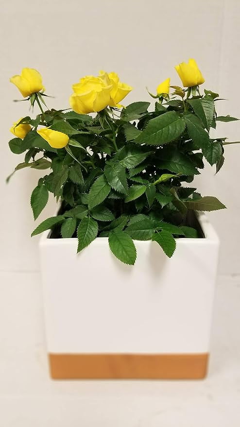 Live 6" Mini Yellow Rose Bush in 6" Ceramic Square White/Gold Gift ...