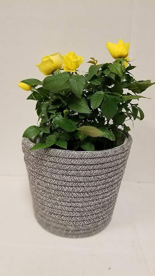 Live 6" Mini Yellow Rose Bush in Woven, Gray Pot - Walmart.com