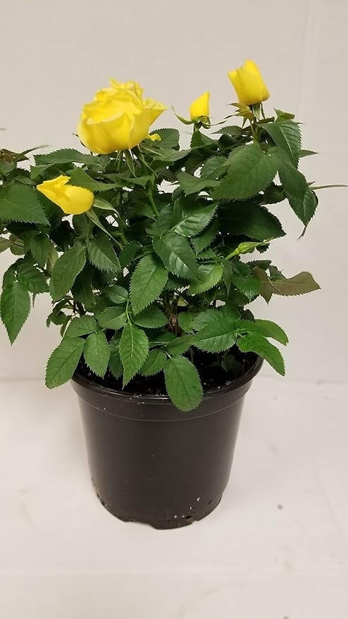 Live 6" Mini Yellow Rose Bush in a 6" Plastic Grow Pot - Walmart.com