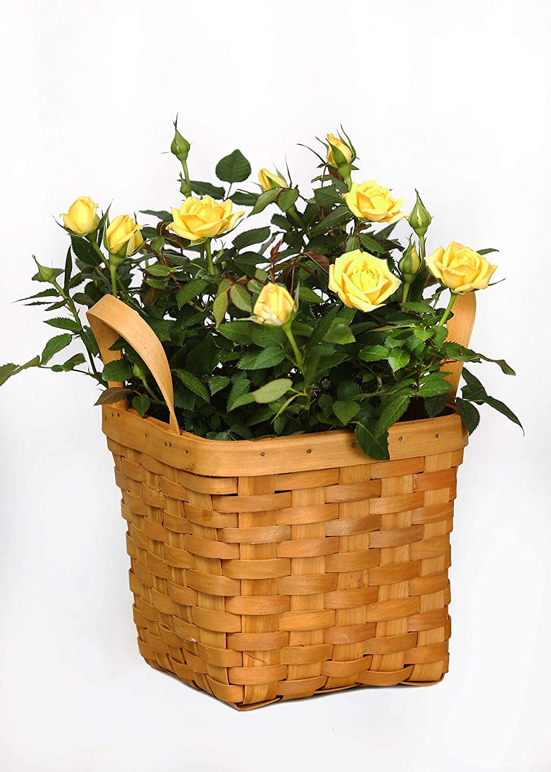 Live 6" Mini Yellow Rose Bush in a 6" Square Woven Gift Basket ...