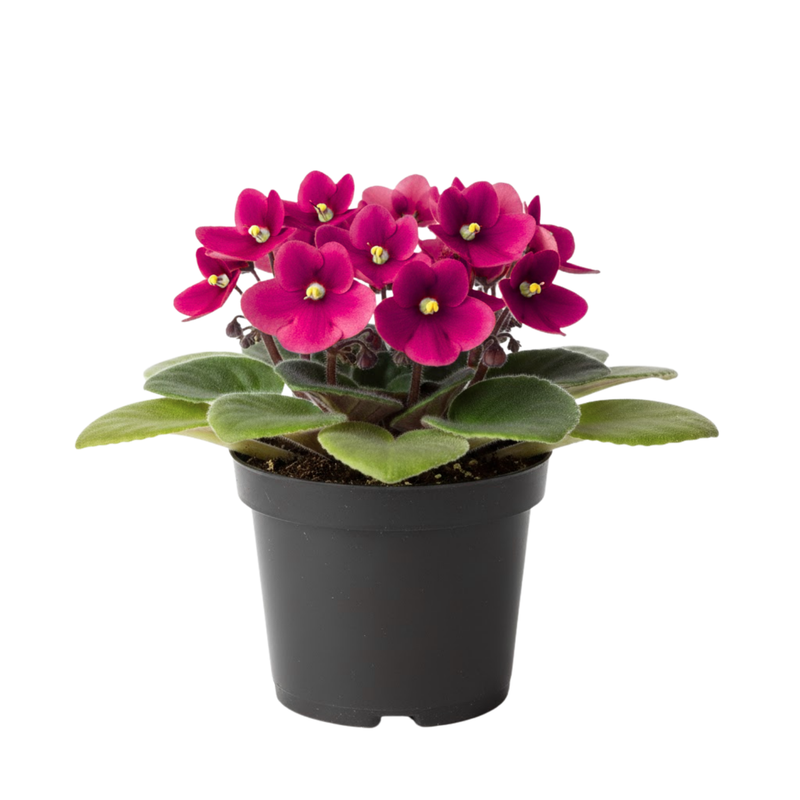 Live African Violet Plant in 4" Pot, Magenta Blooms, Colorful Flowering ...