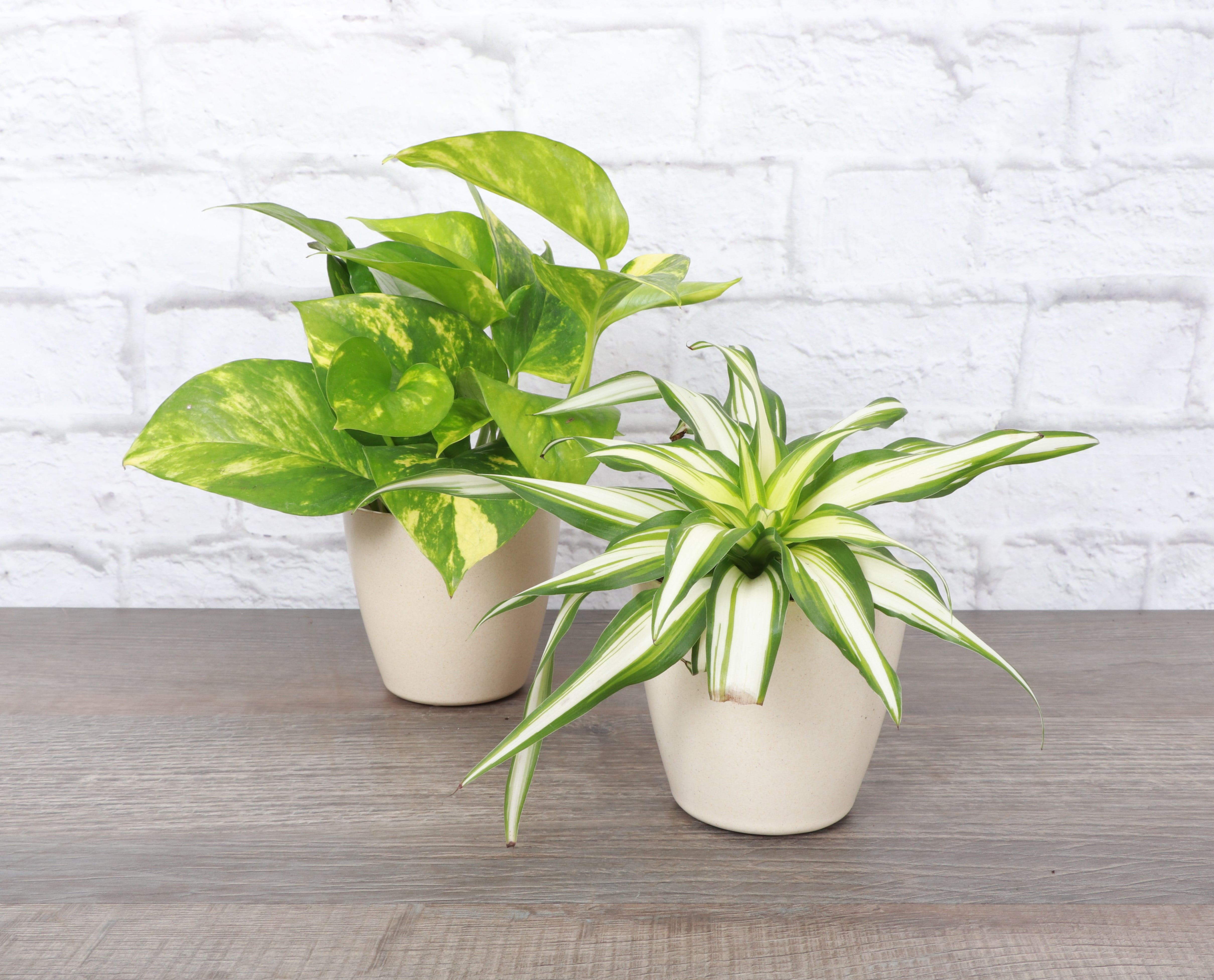 Live Air Purifying Houseplants - Set of 2 - 4" Diameter Decorative Pots ...