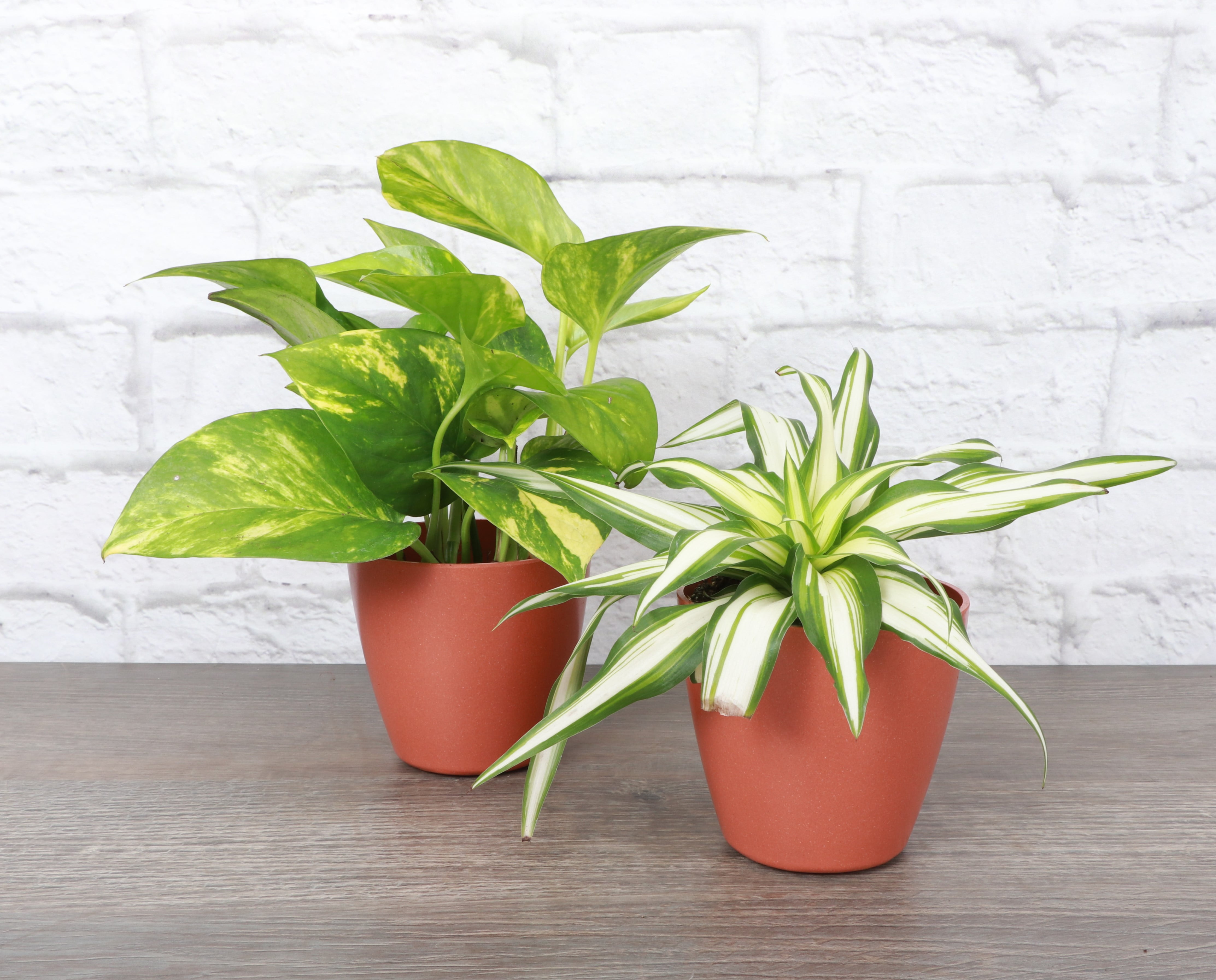Live Air Purifying Houseplants - Set of 2 - 4" Diameter Decorative Pots ...