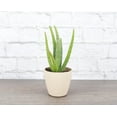 Live Aloe Vera Plant - 4" Eco Pot - Natural - Walmart.com
