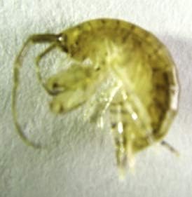 Live Amphipods Plus 16oz Bag of Tisbe Copepods Reef Tank Fish Food ...