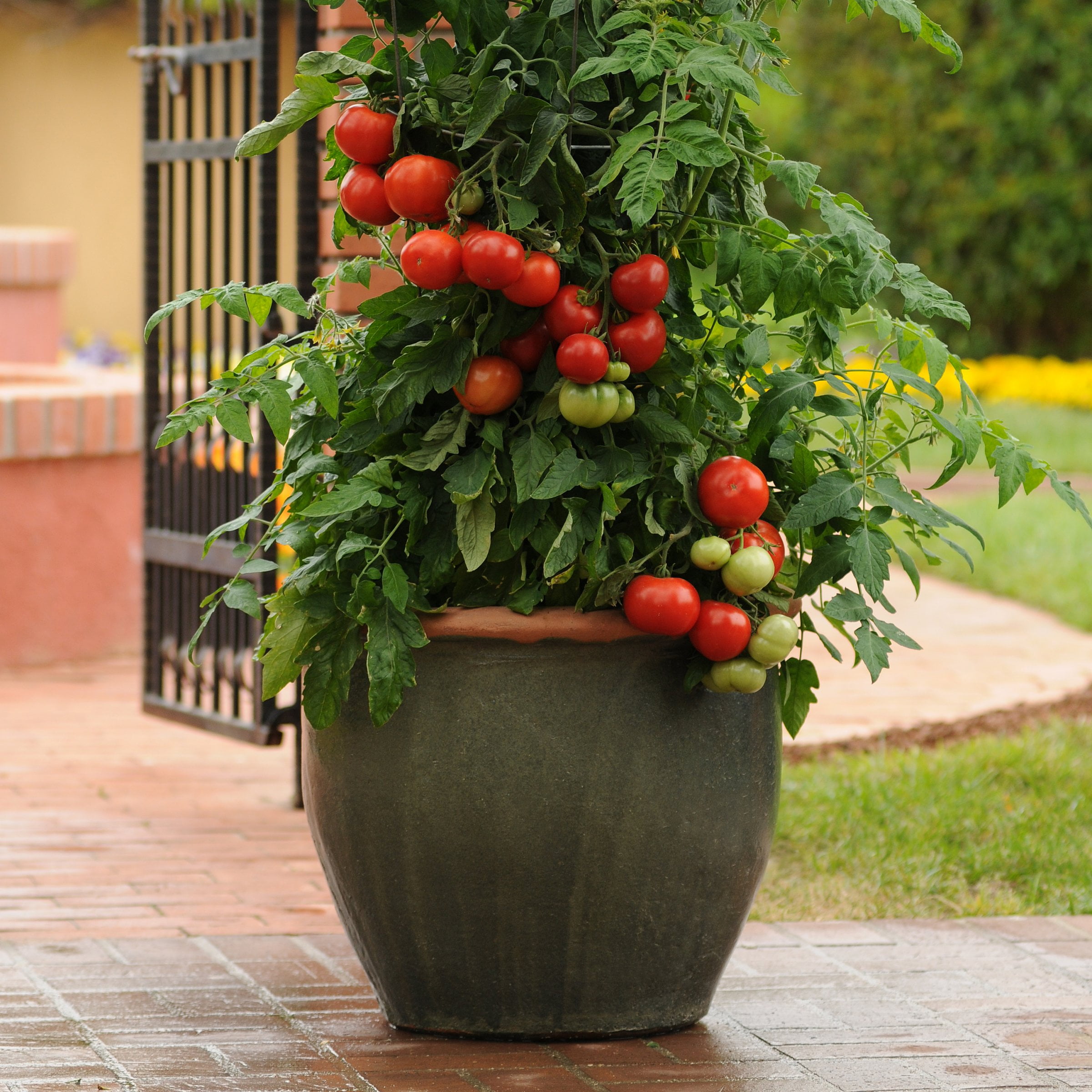 Live Annual 2.5 in. Home Slice Tomato Plant (3-Pack) - Walmart.com