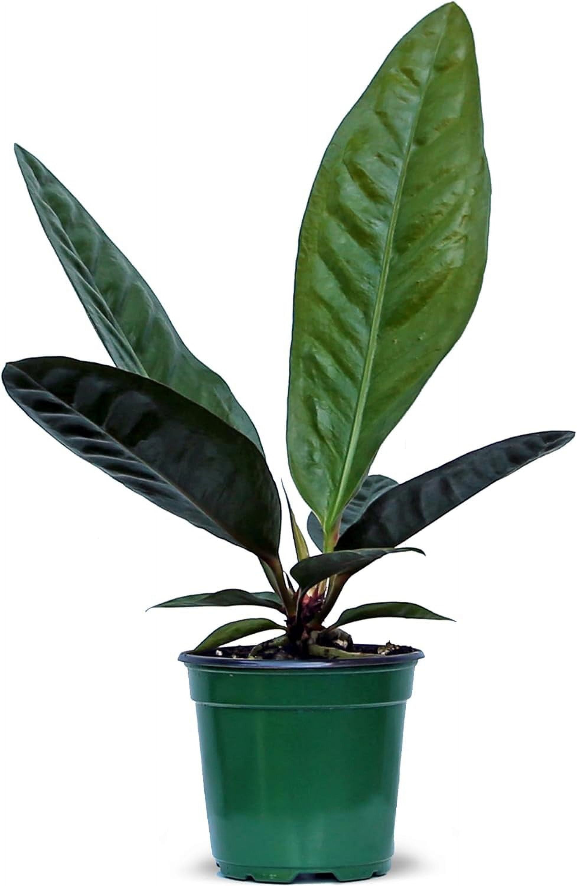 Live Anthurium Superbum, Bird’s Nest Anthurium, Birthday Gift, Plant ...