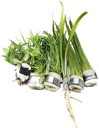 Live Aquarium Plants The Best 2017/4 Species - Dwarf Hairgrass, Micro ...