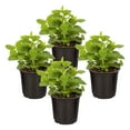 Live Aromatic and Edible Herb - Lemon Balm (4 Per Pack), Naturally ...
