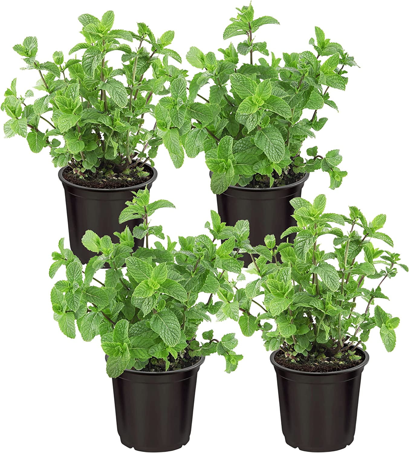 Live Aromatic and Edible Herb - Mint (4 Per Pack), Naturally Improves Breathing and Air Quality ...