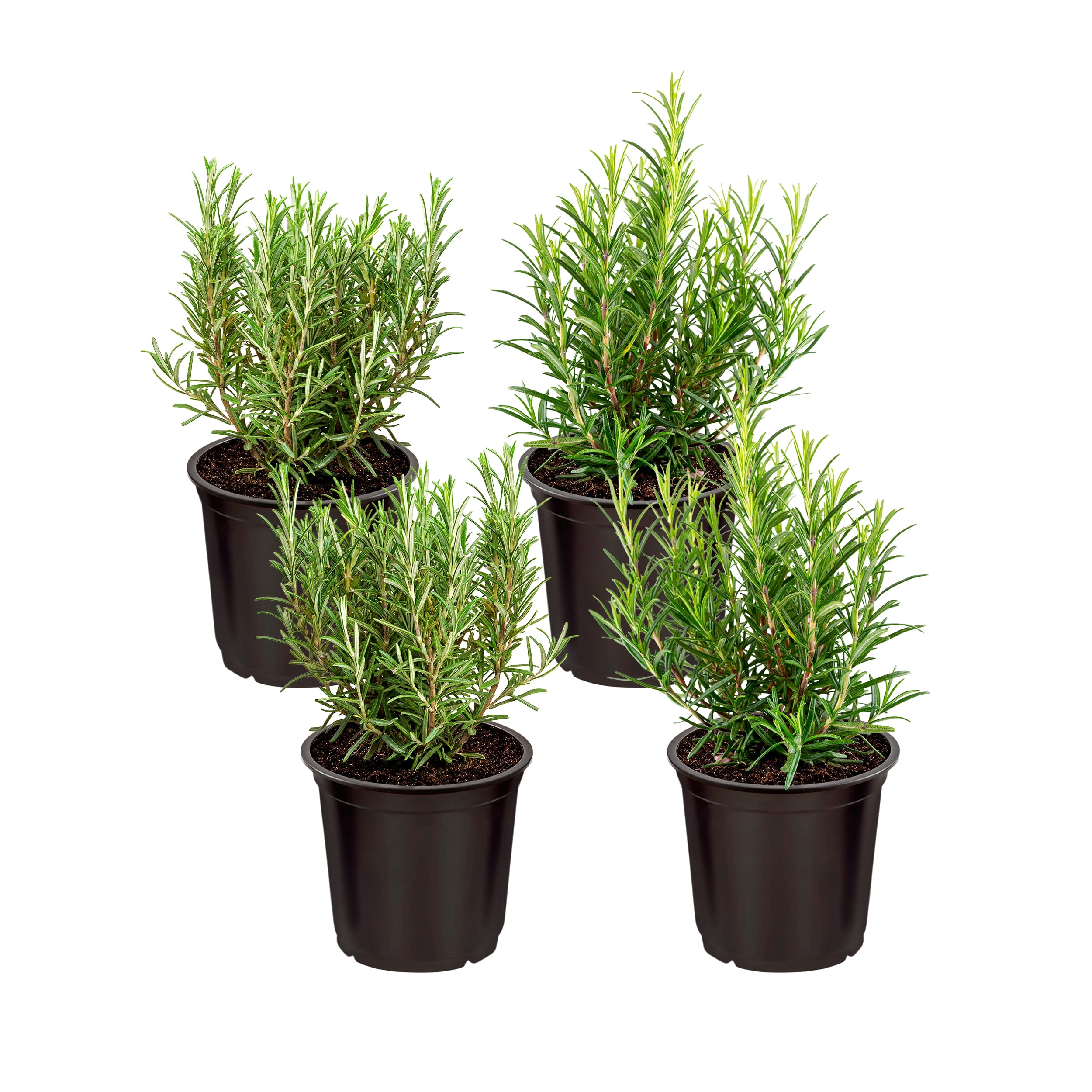 Live Aromatic and Edible Herb - Rosemary (4 Per Pack), Naturally ...