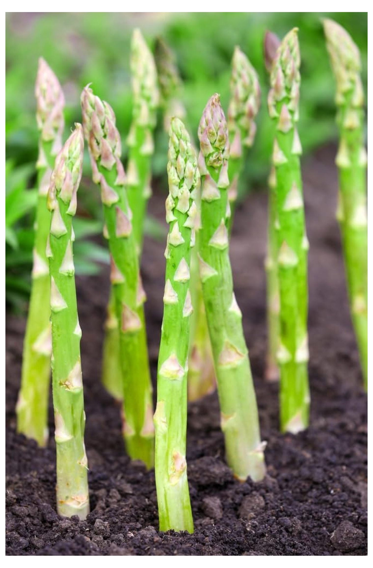 Live Asparagus Bare Root Plants - 2yr Crowns - Can Not Ship to ...