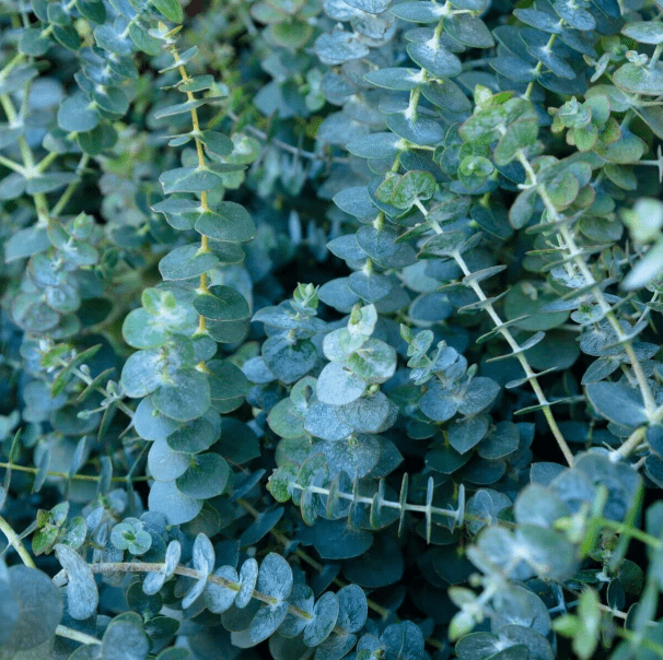 Live Baby Blue Eucalyptus Plant - Evergreen Plant - Silver Leaved ...