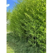 3rd Street Inn Juniper Leaf Trellis - Boxwood and Ivy Privacy Fence ...