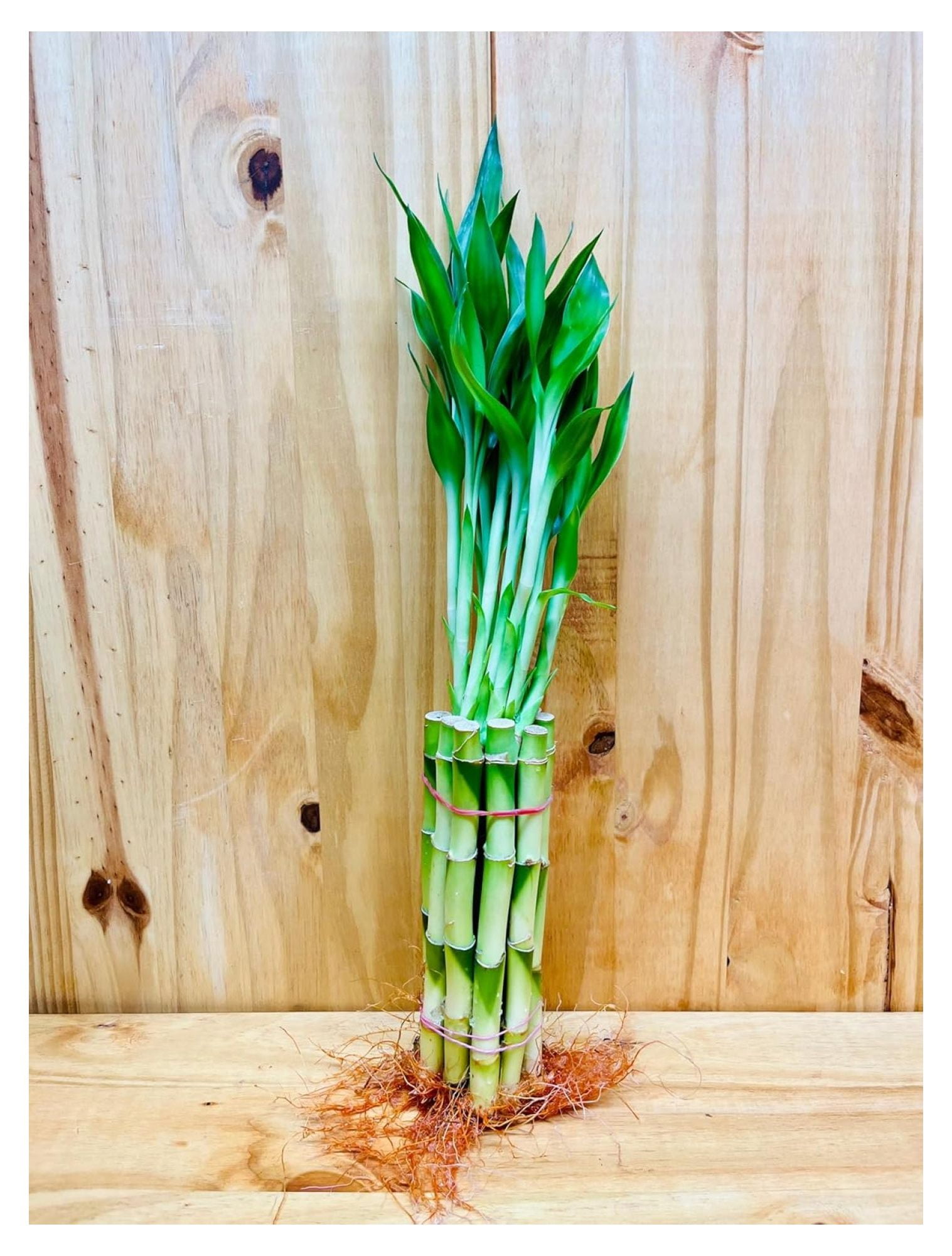 Live Bamboo Plants 8” Straight Stems 20 Stems - Walmart.com