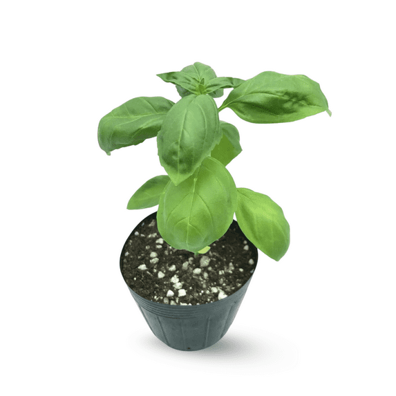 Live Basil Plant 3–5 Inch Tall, Sweet Fragrant Leaves, Sweet Basil Live ...