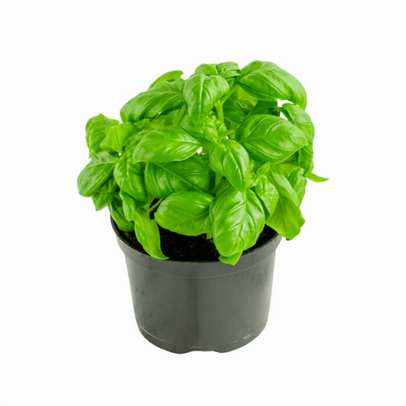 Basil Plants in Herb Plants - Walmart.com
