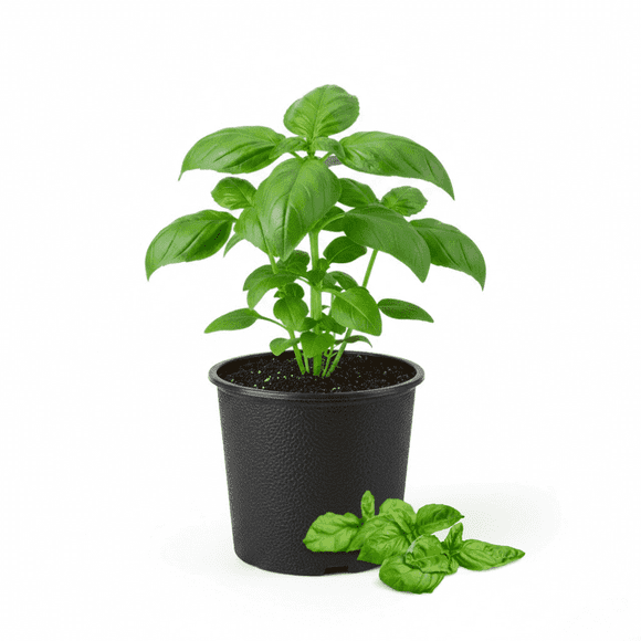 Basil Plants in Herb Plants - Walmart.com