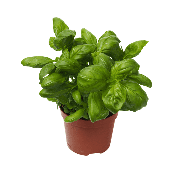 Basil Plants in Herb Plants - Walmart.com