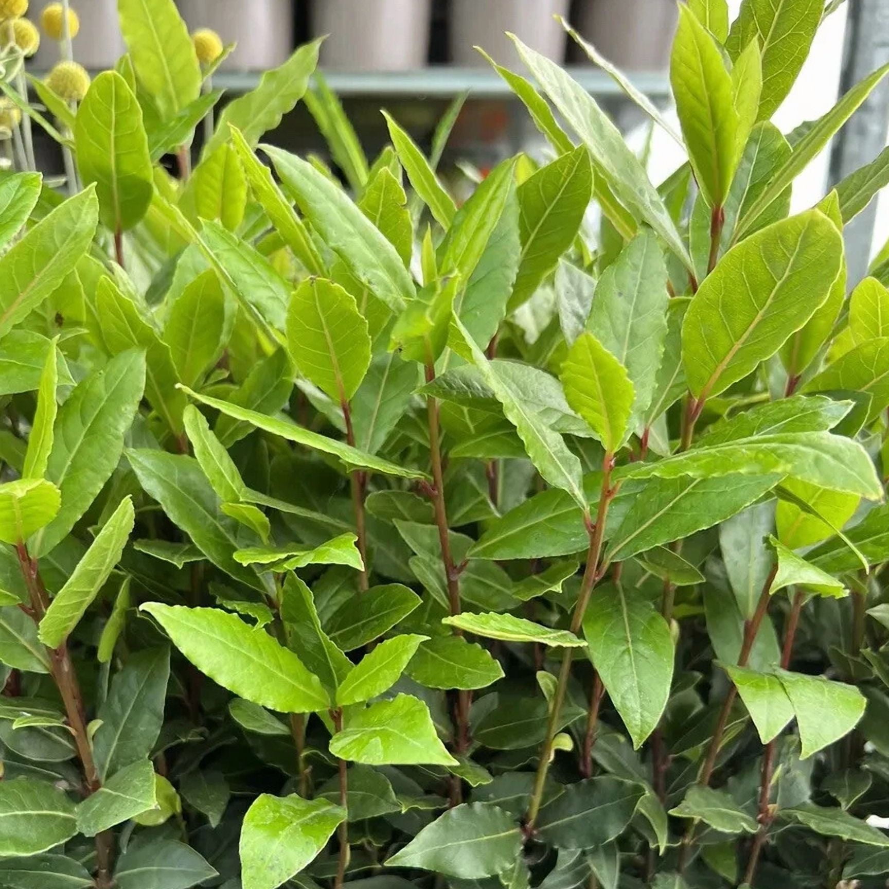Live Bay Tee Bay Leaf Plant Laurus Nobilis Sweet Bay Starter Well Roots ...
