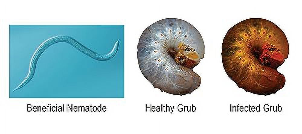 Beneficial Nematodes In Soil