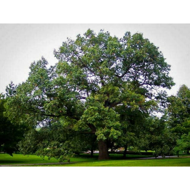 Live - Black Oak (YNKS2) Tree - Shade Healthy Established Roots - 1 in ...