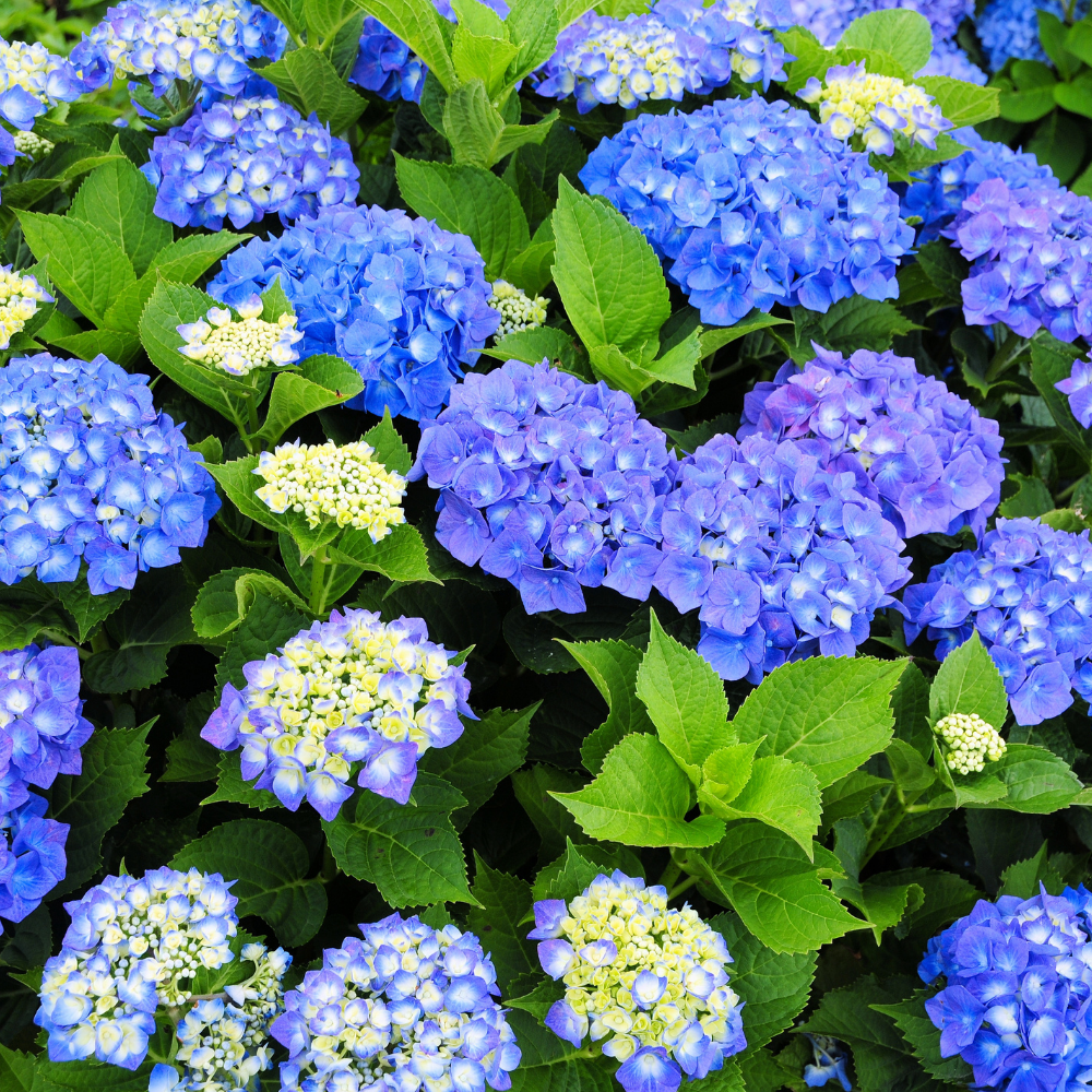 Live Blue Hydrangea Plant in Pot, Hardy Blue Blooms Hydrangea Bush ...