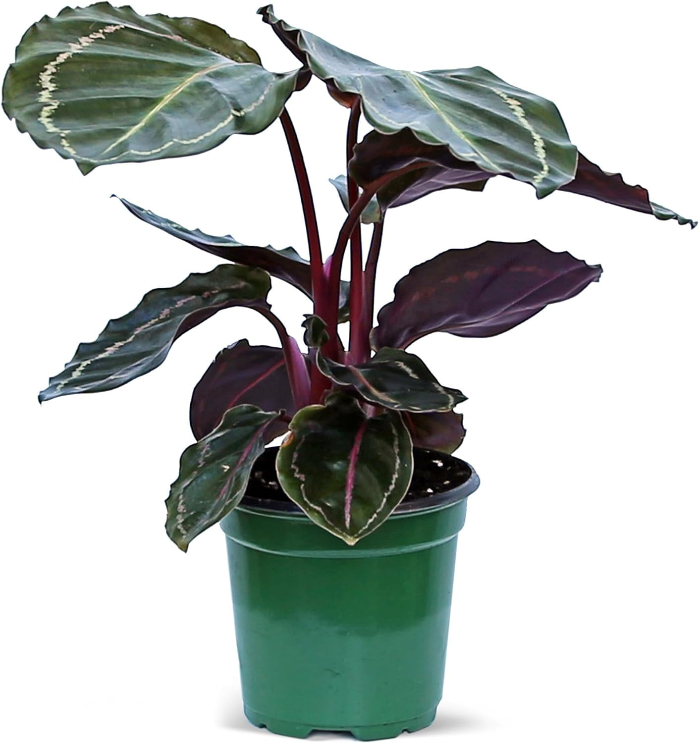 Live Calathea Roseopicta Medallion, Zebra Plant Medallion, Indoor ...
