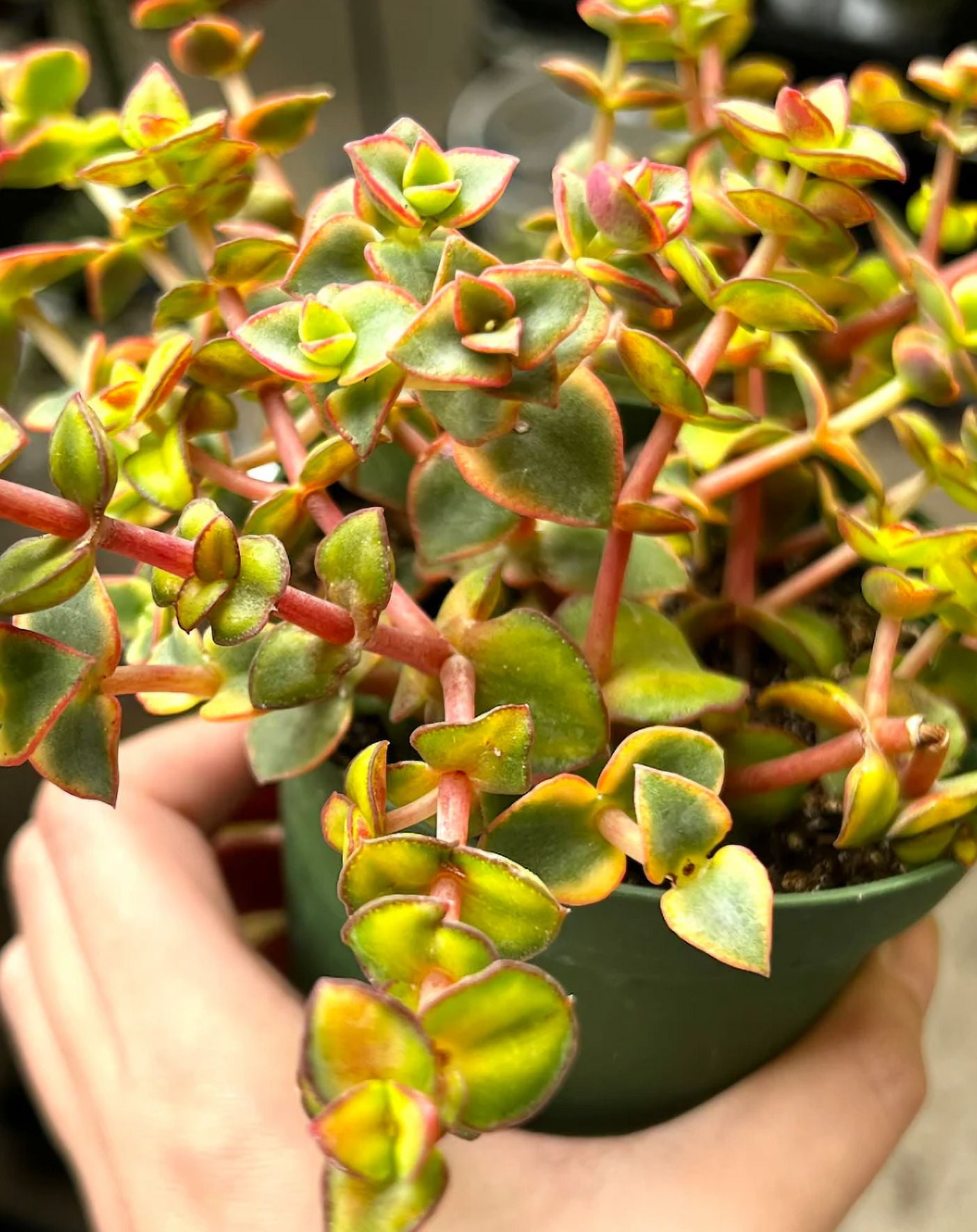 Live Calico Kitten Crassula Plant - Pellucida Variegata Plant ...