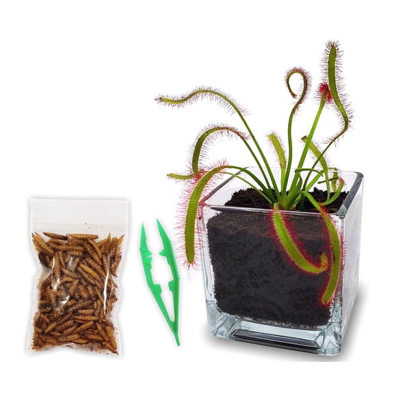 Sundew Plant