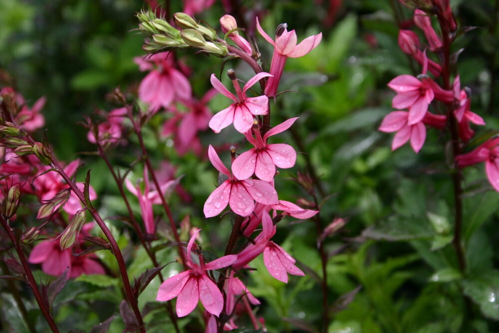 Live Cardinal Flower Winter Hardy Aquatic Marginal Pond/Bog Plant ...