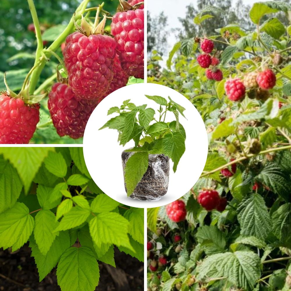 Live Caroline Raspberry Shrub Plants 4–8 Inch Starter, Caroline ...