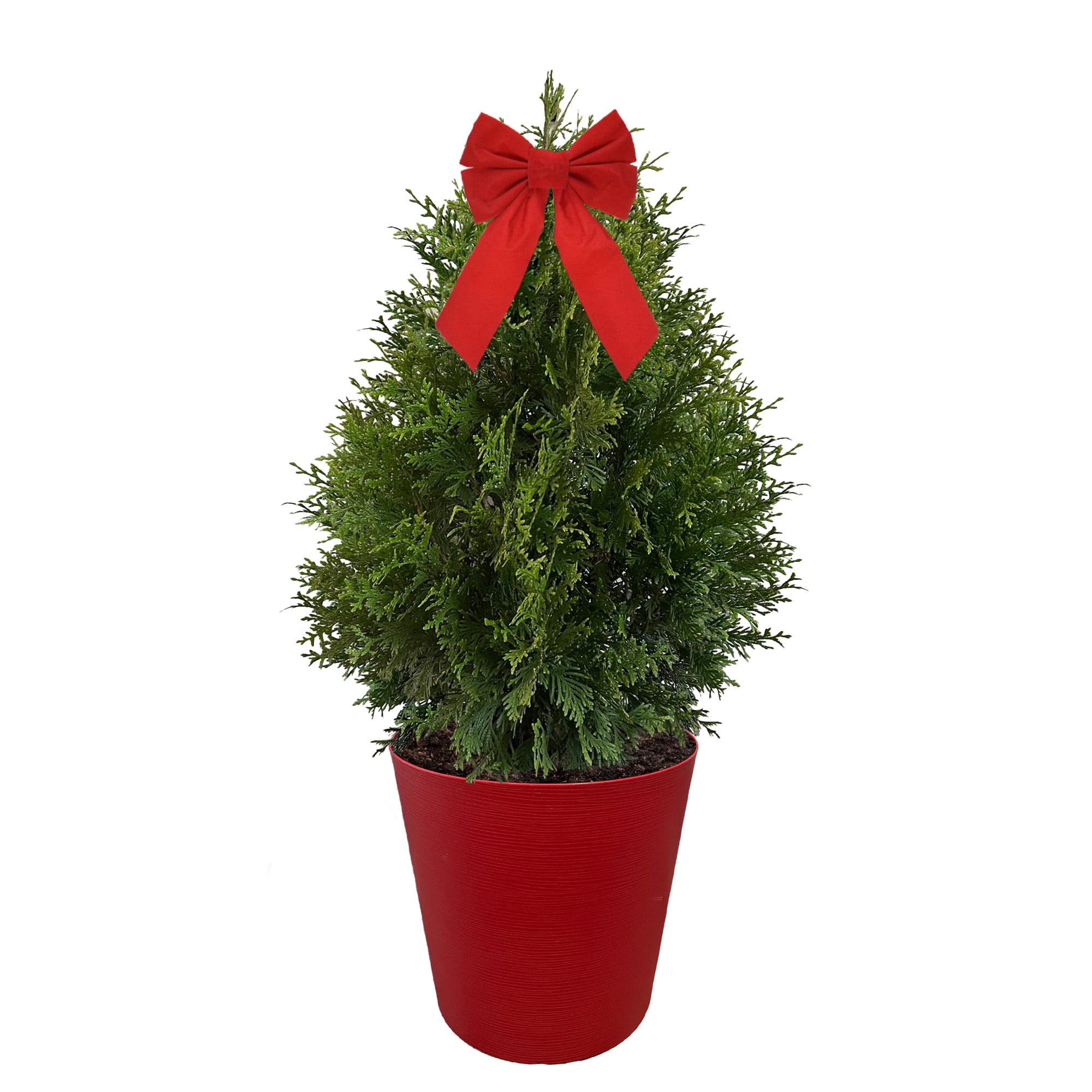 Live Christmas Arborvitae Green Giant Cypress in Decorative Holiday Red ...