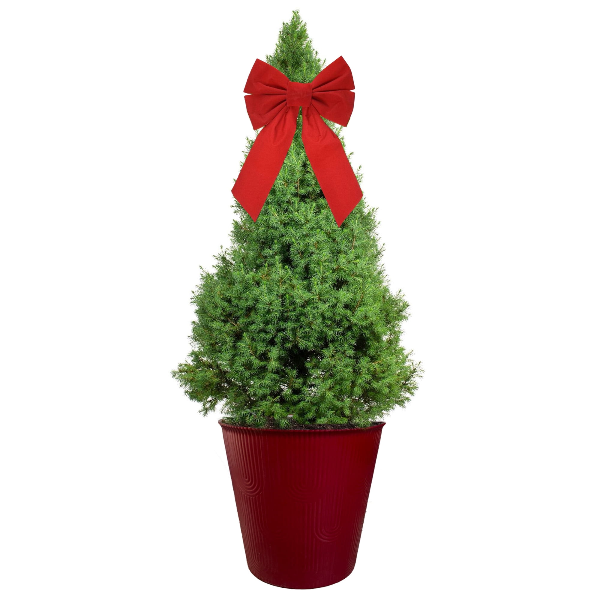 Live Christmas Dwarf Alberta Spruce Shrub in Decorative Holiday Pot (3 ...