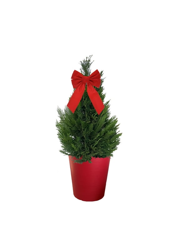 All Christmas Plants in Christmas Plants - Walmart.com