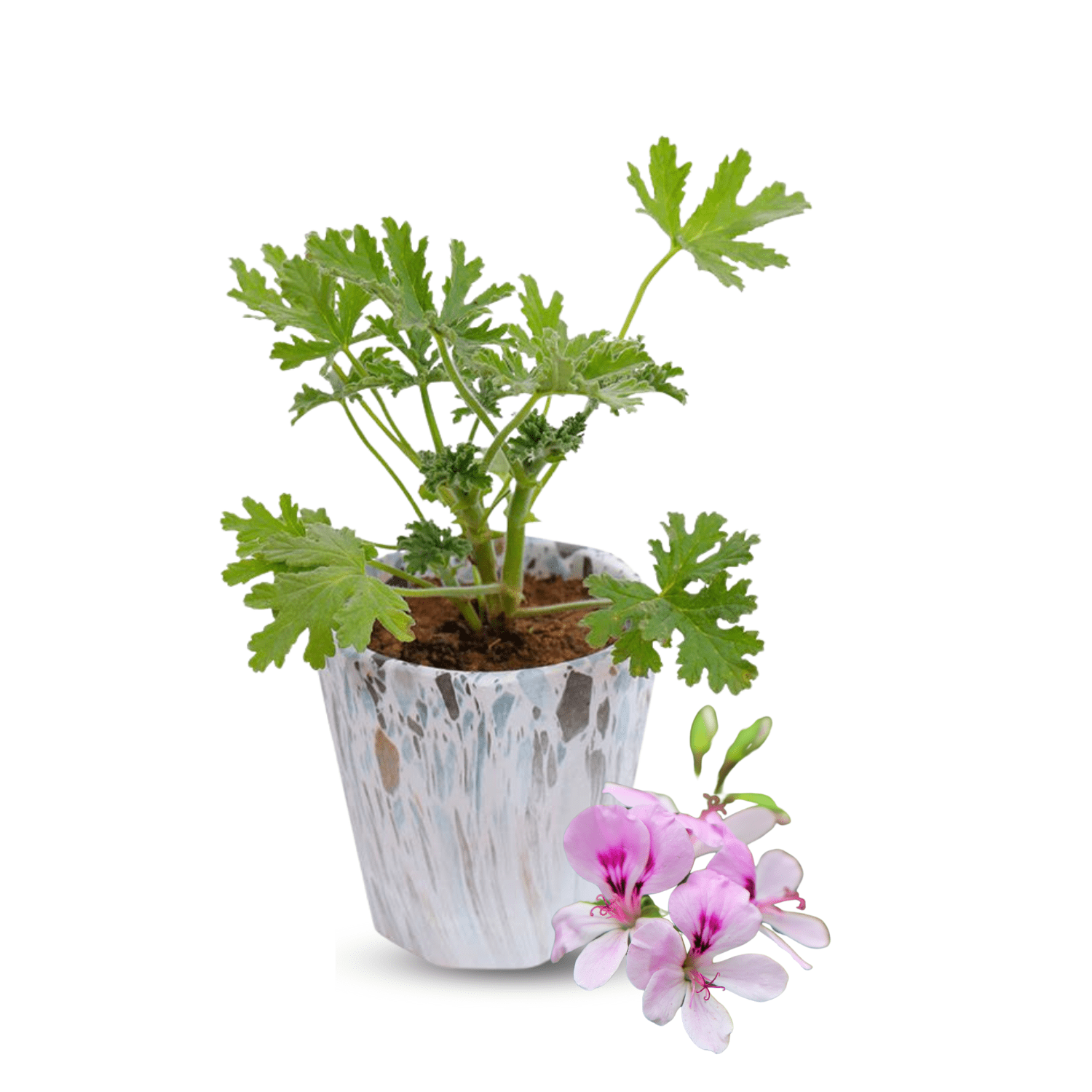 Live Citronella Geranium Plant, Fragrant Citronella Plant for ...