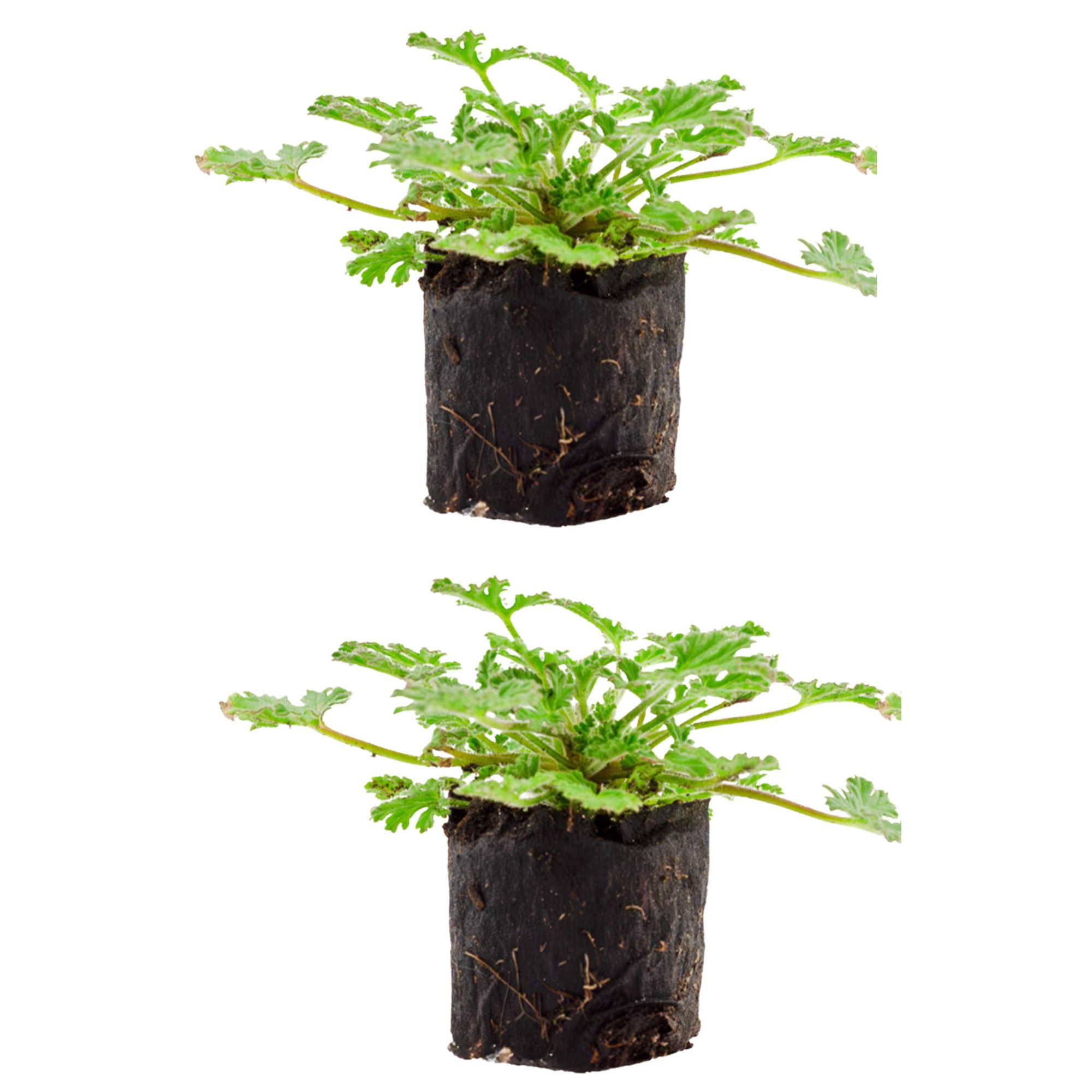 Live Citronella Geranium Plant Plugs (2-Pack), Pelargonium Citronella ...