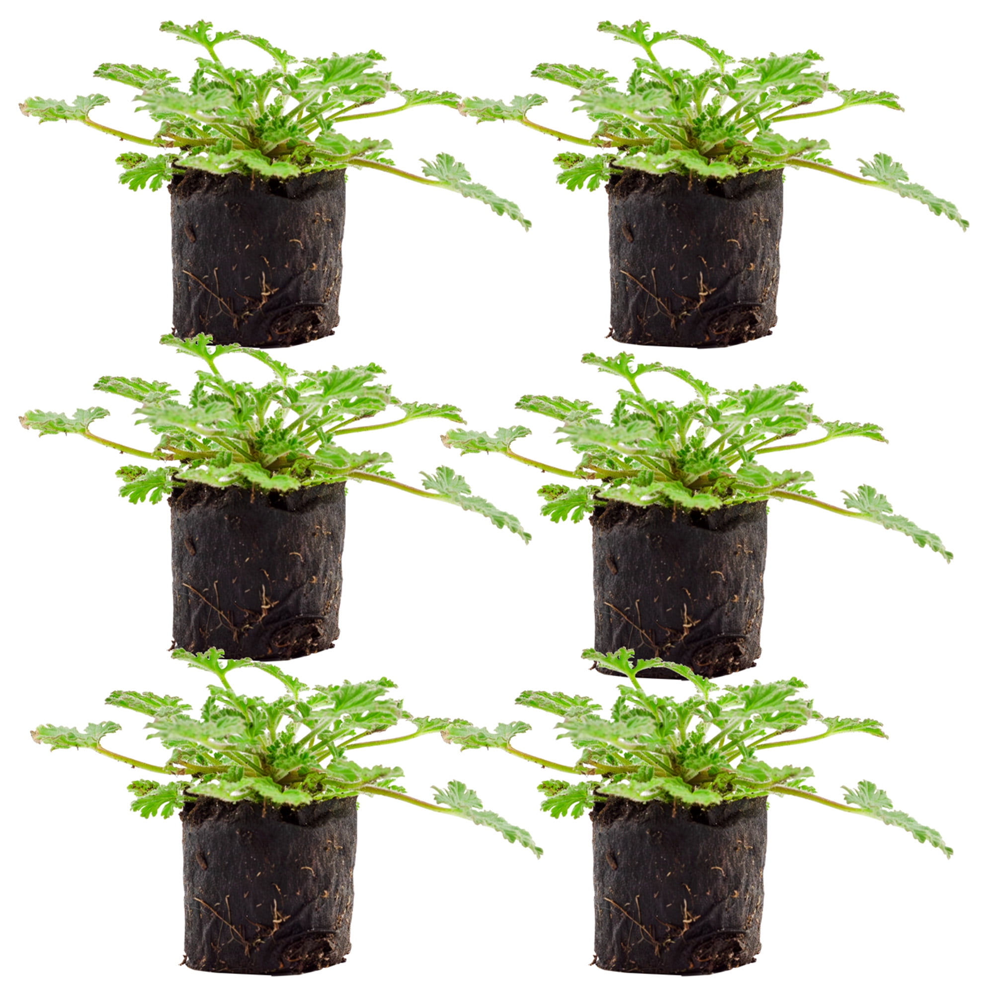 Live Citronella Geranium Plant Plugs (6-Pack), Pelargonium Citronella ...