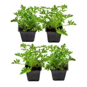 2 Premium 4” Potted Citronella Plants, Live Mosquito Repellent Lemon ...