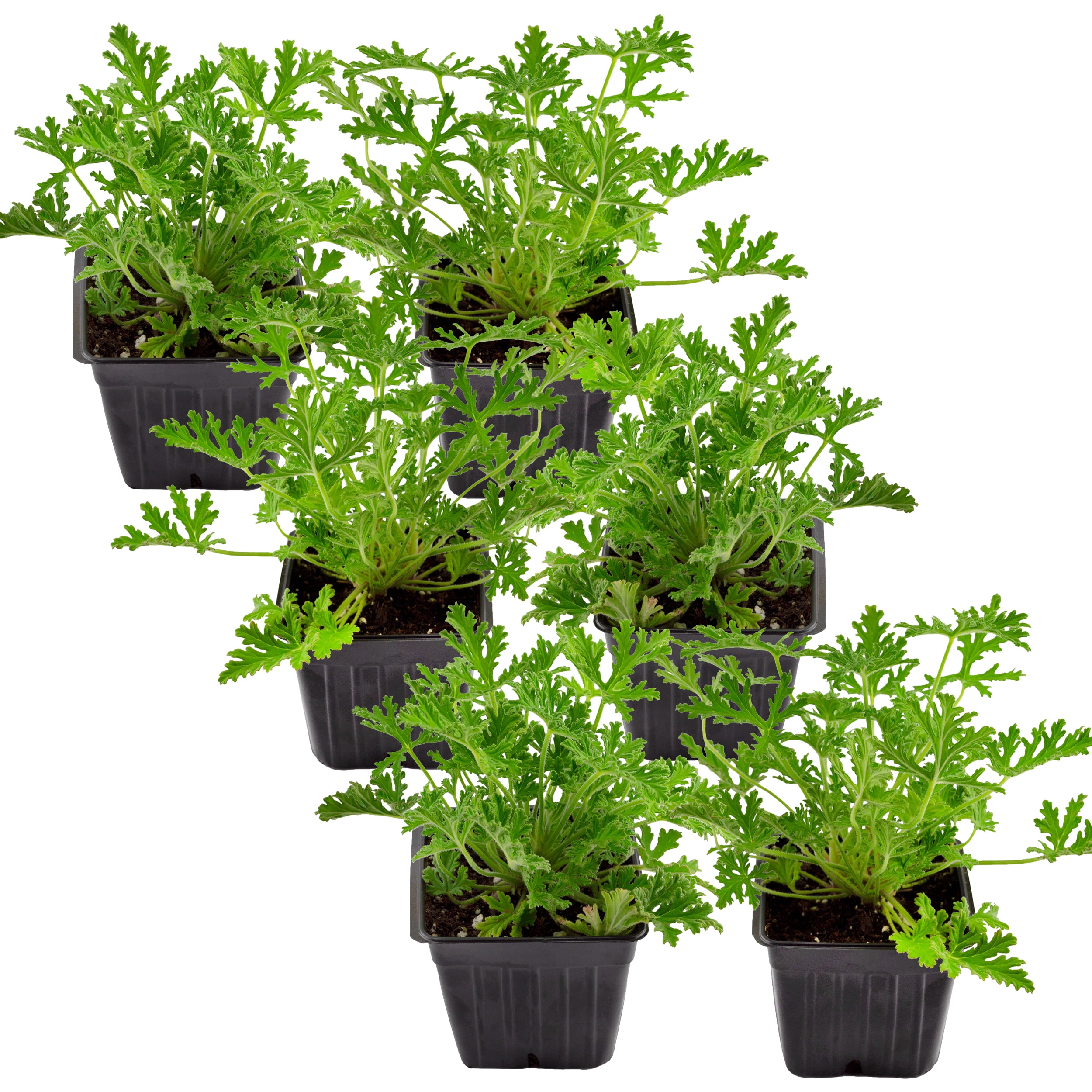 "Soil Sunrise Live Citronella Geranium Plants, Scented Mosquito Plants ...