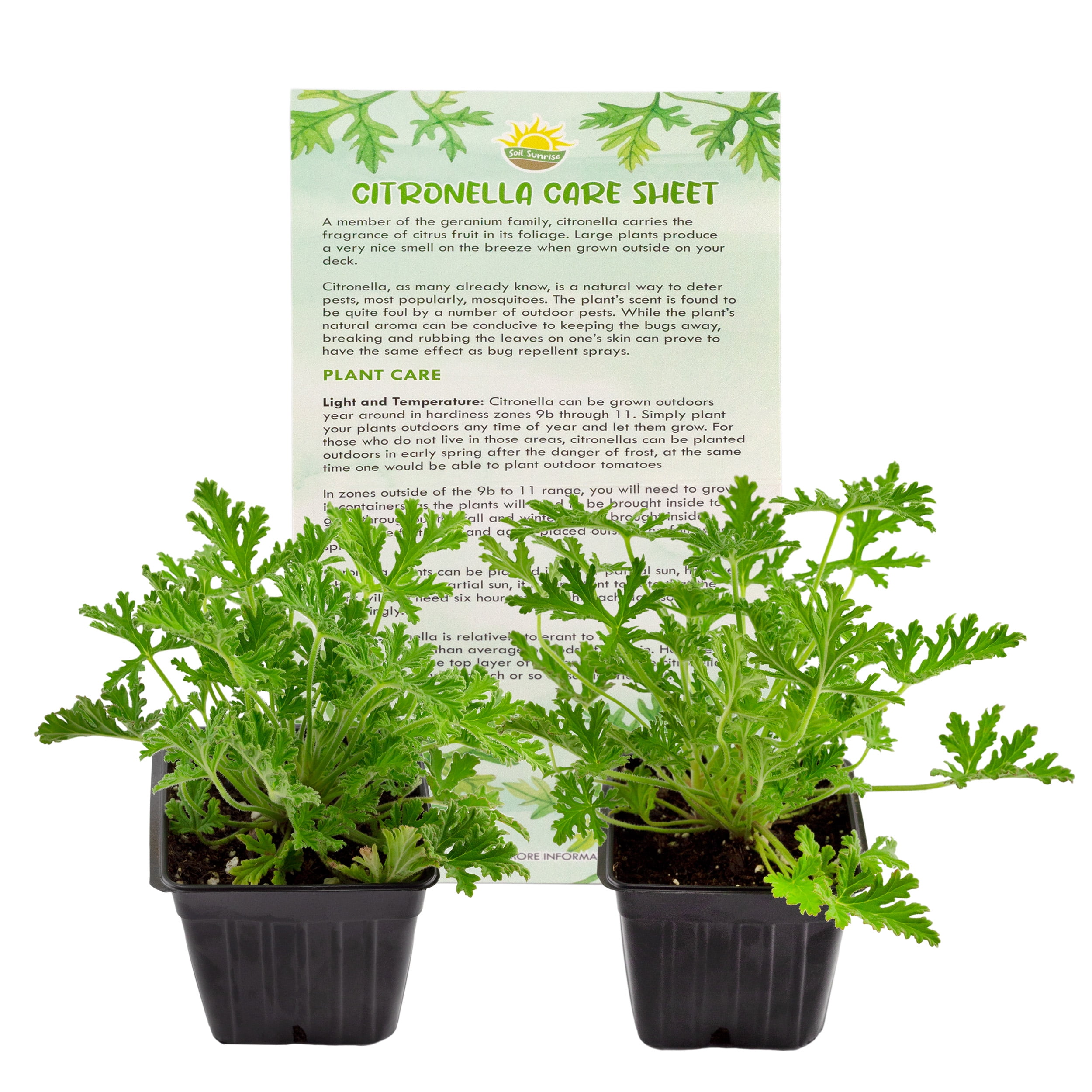 Live Citronella Geranium Plants (6-Pack); Pelargonium Citronella ...