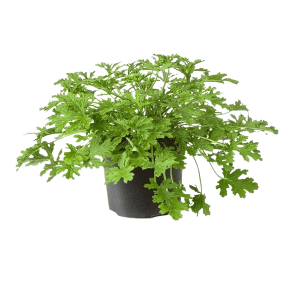Live Citronella Plant in Pot, Citronella Geranium Plant, Perennial Tree ...