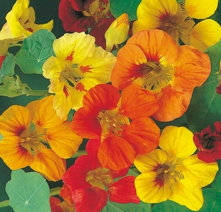Live Colorful Nasturtium Plant Climbing Nasturtium Flowers Plant 4 Inch ...