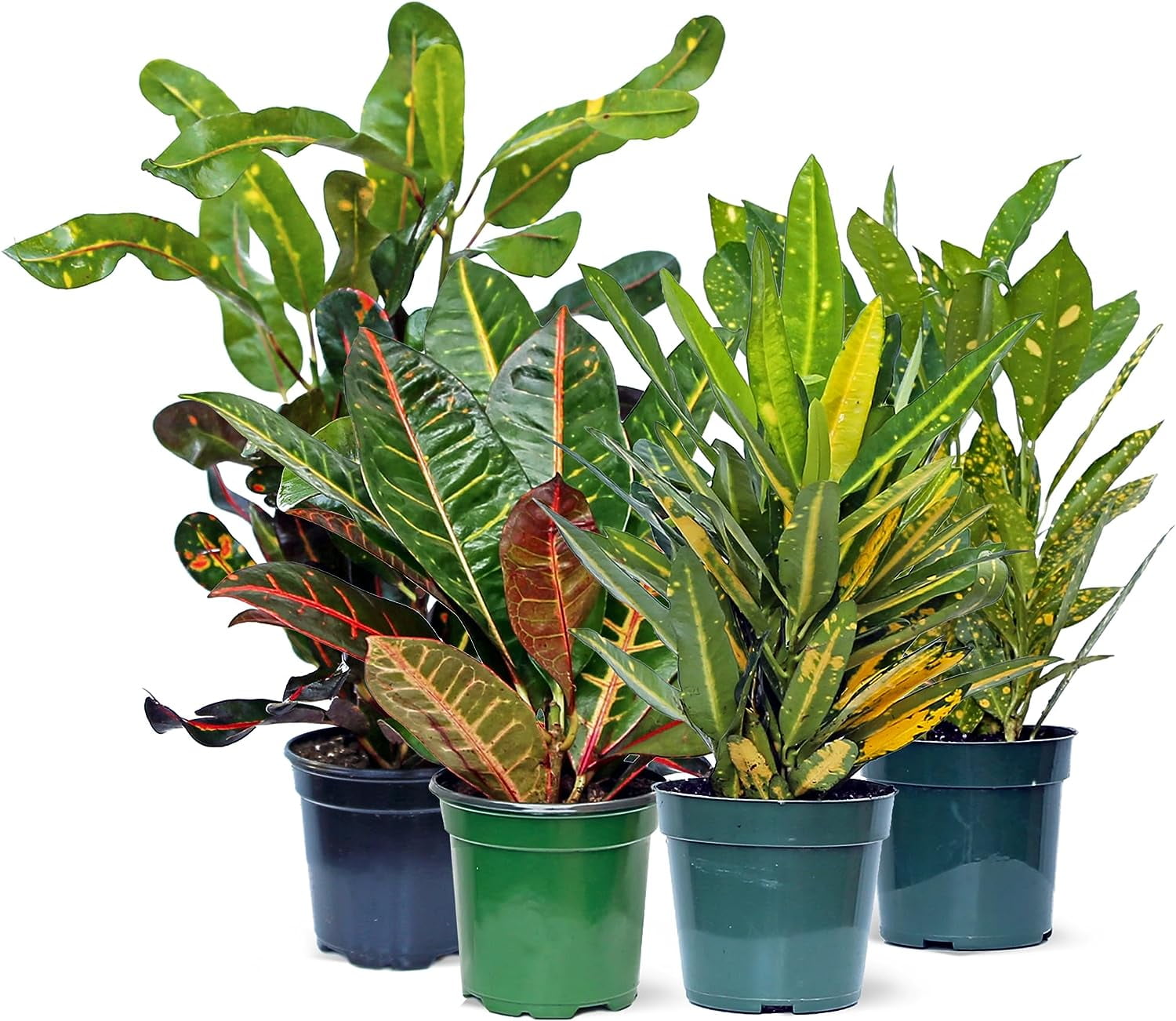 Live Combo 4 Croton Houseplants, Mammy, Petra, Gold Dust & Sunny Star ...