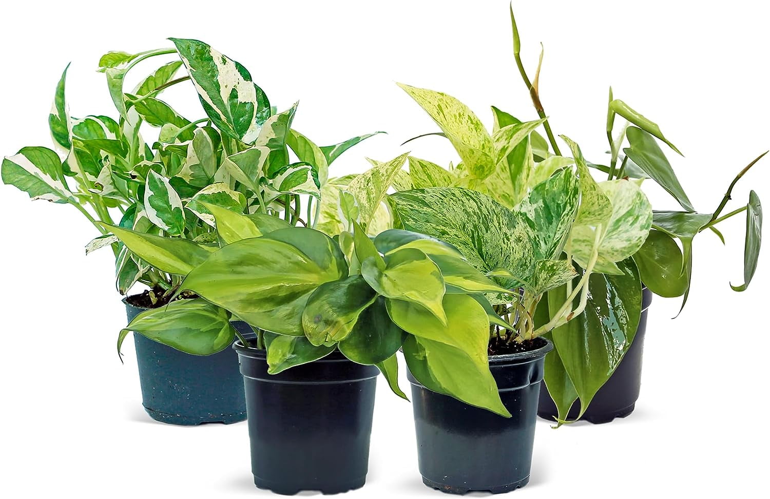 Live Combo 4 Houseplants, Pearls and Jade Pothos, Marble Queen Pothos ...