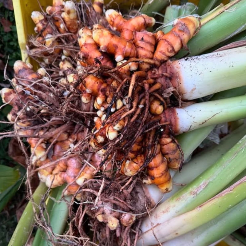Live Curcuma Turmeric Ginger Plants 4-8 Inch Starter, Tropical Ginger ...