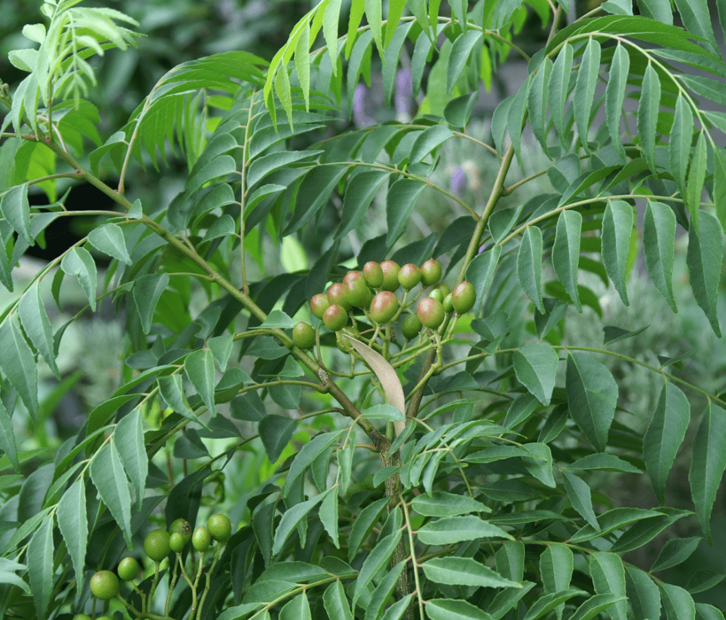 Live Curry Leaf Plant Murraya Koenigii Sweet Neem Tree 4-6"Tall ...